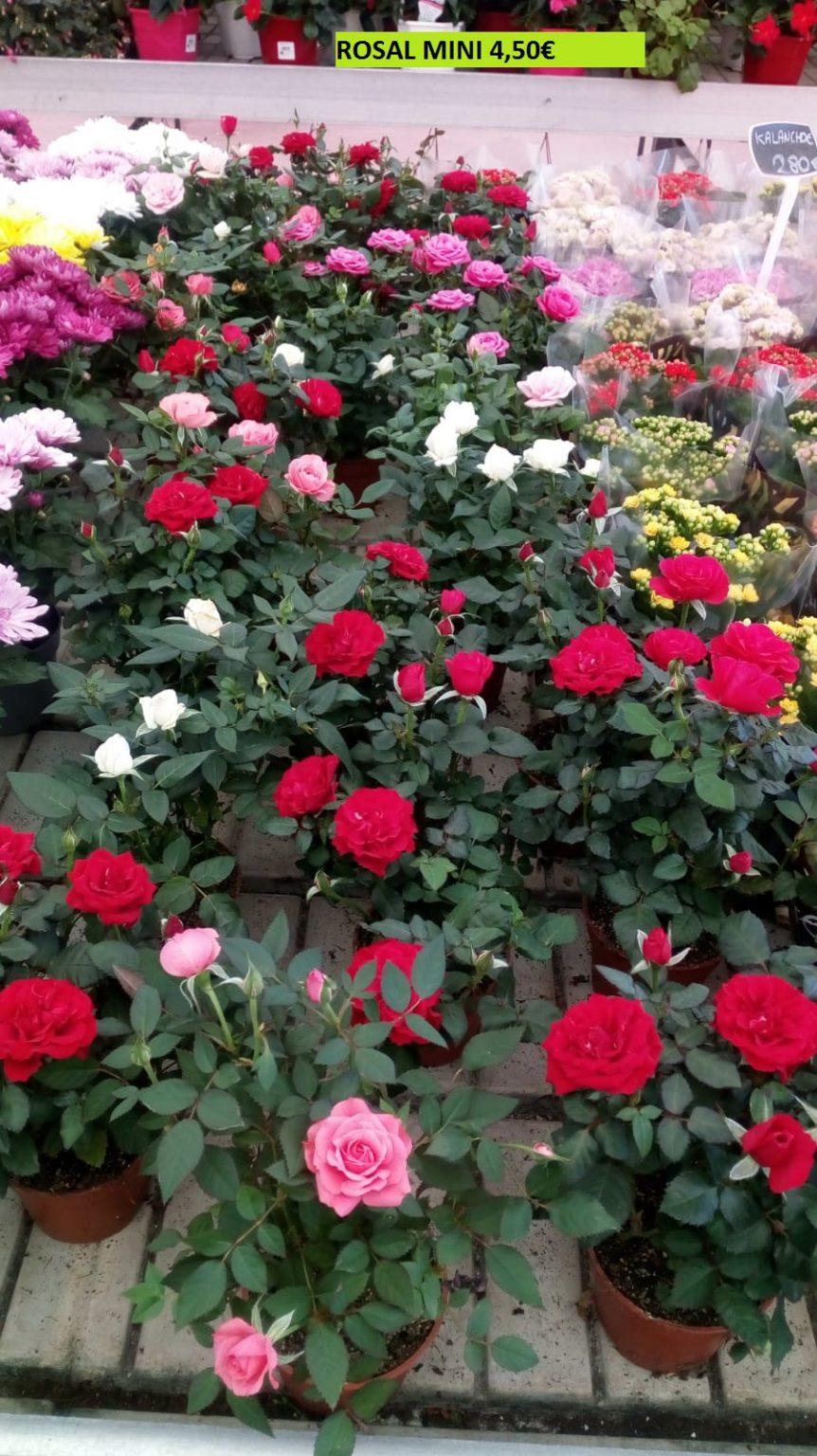 ROSAL MINI M12 | Viveros Gimeno Salamanca
